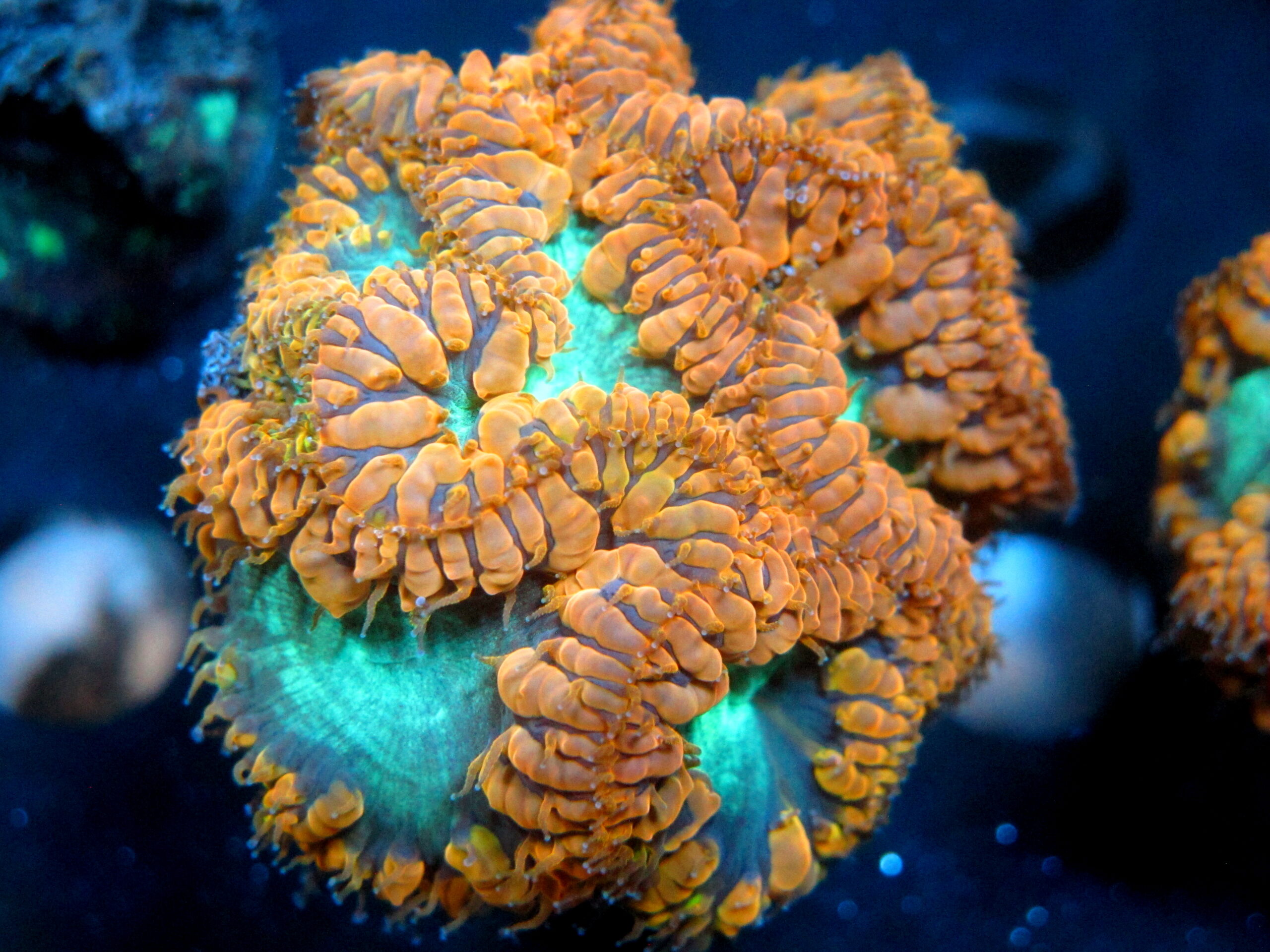 Undulate Trigger Ambrosio Aquatics